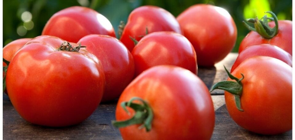 fresh red tomatoes